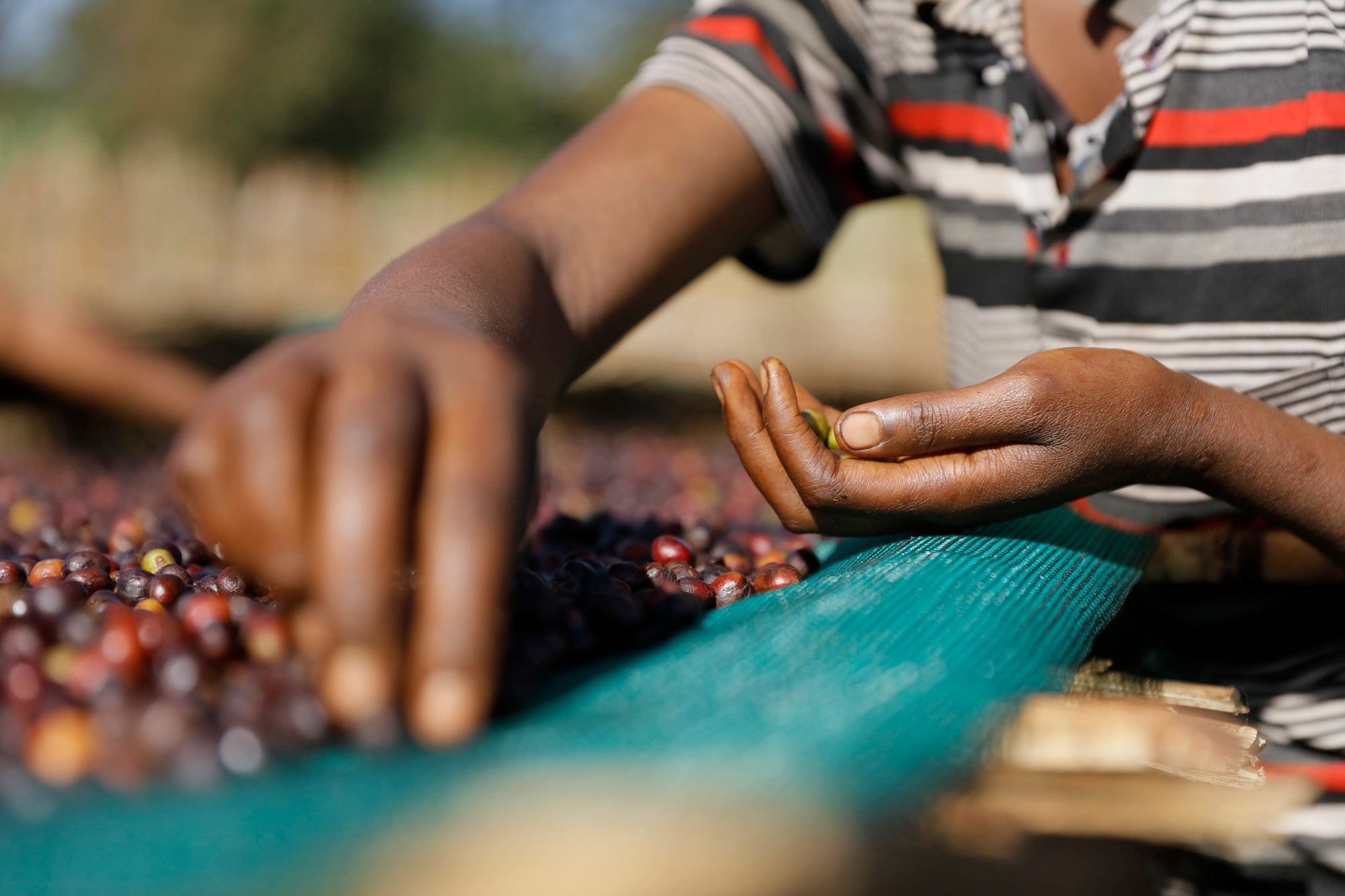 Buy Coffee - scroll down to buy your coffee – Drop Coffee
